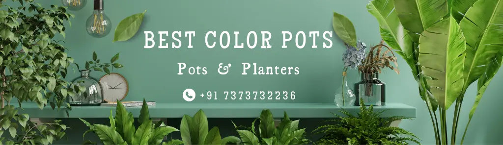How to Choose best color pots for planting – biobloomsshop
