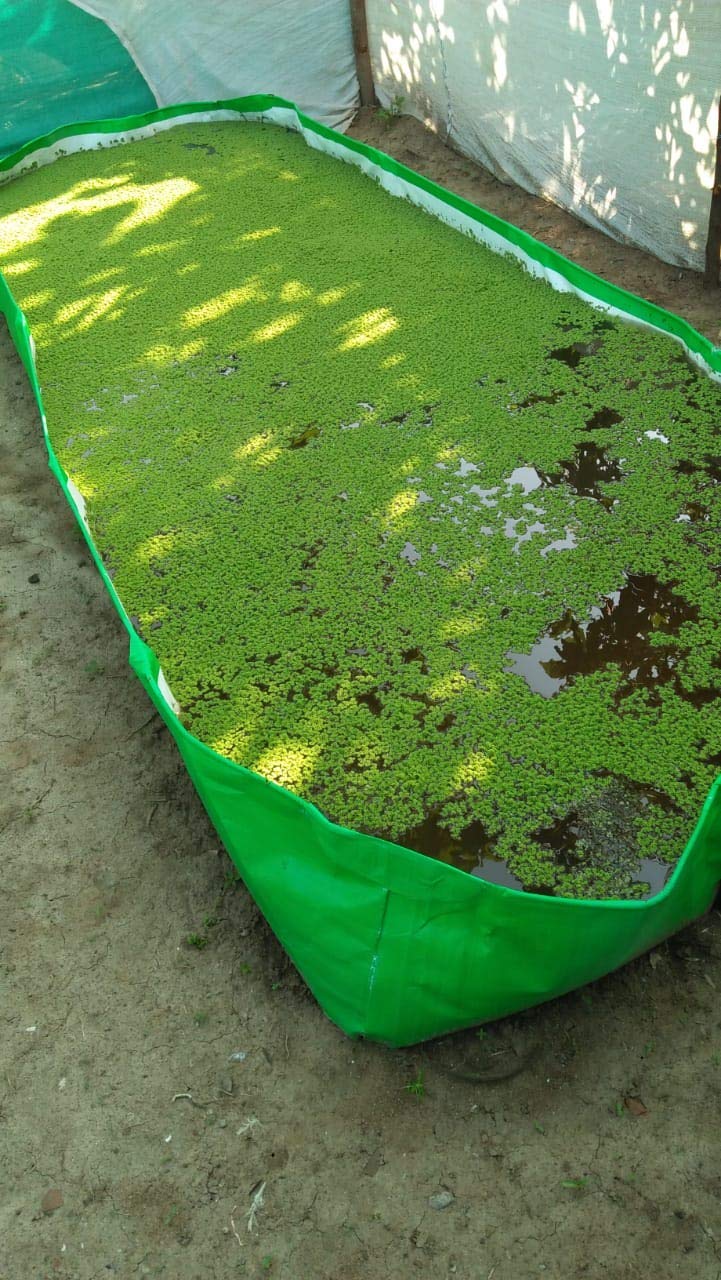 Azolla Bed/Pond/Tank for Azolla Cultivation (10ft x 4ft x 1ft) 200 GSM ...